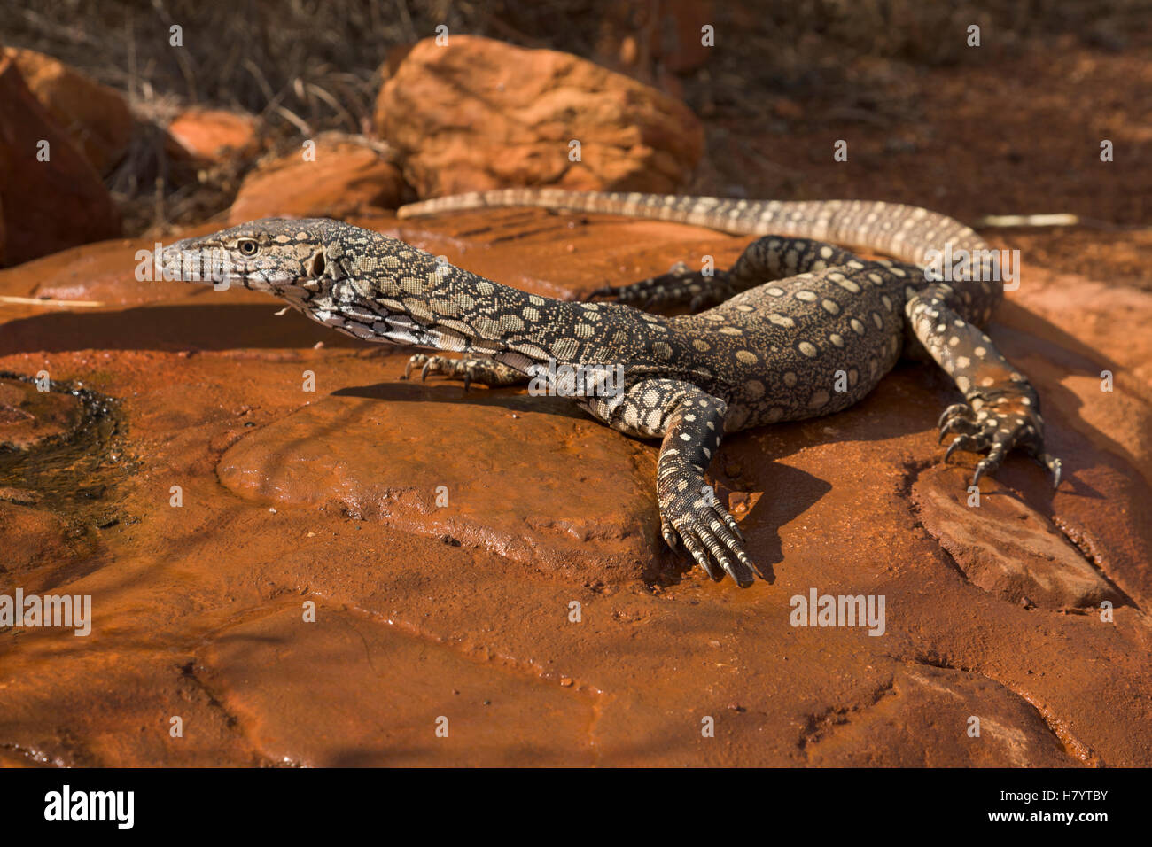 Giant Monitor Lizard (Varanus giganteus), Watarrka National Park ...