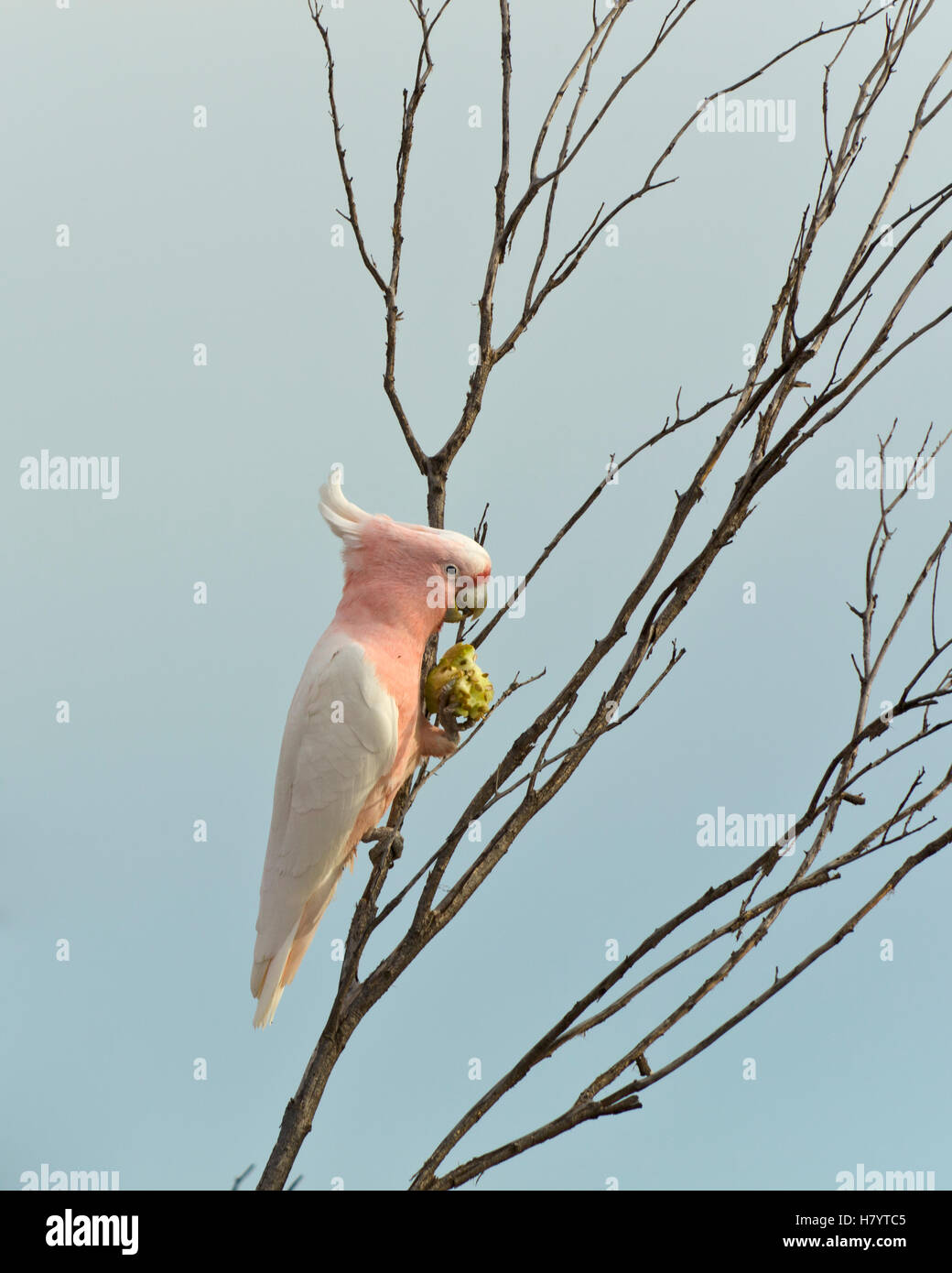 Galah (Eolophus roseicapilla) eating fruit, Watarrka National Park ...