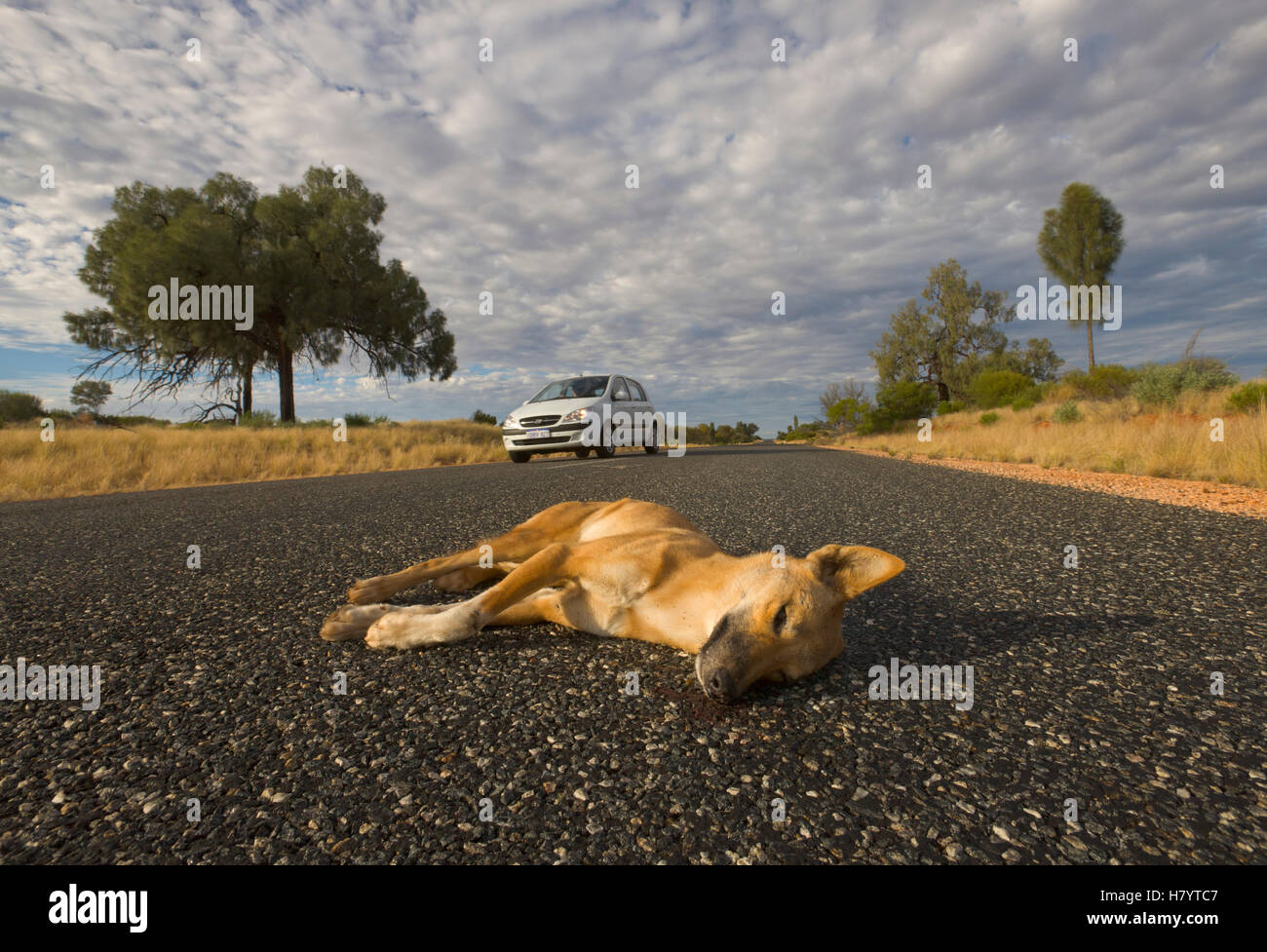Dingo (Canis lupus dingo) roadkill, Northern Territory, Australia Stock ...