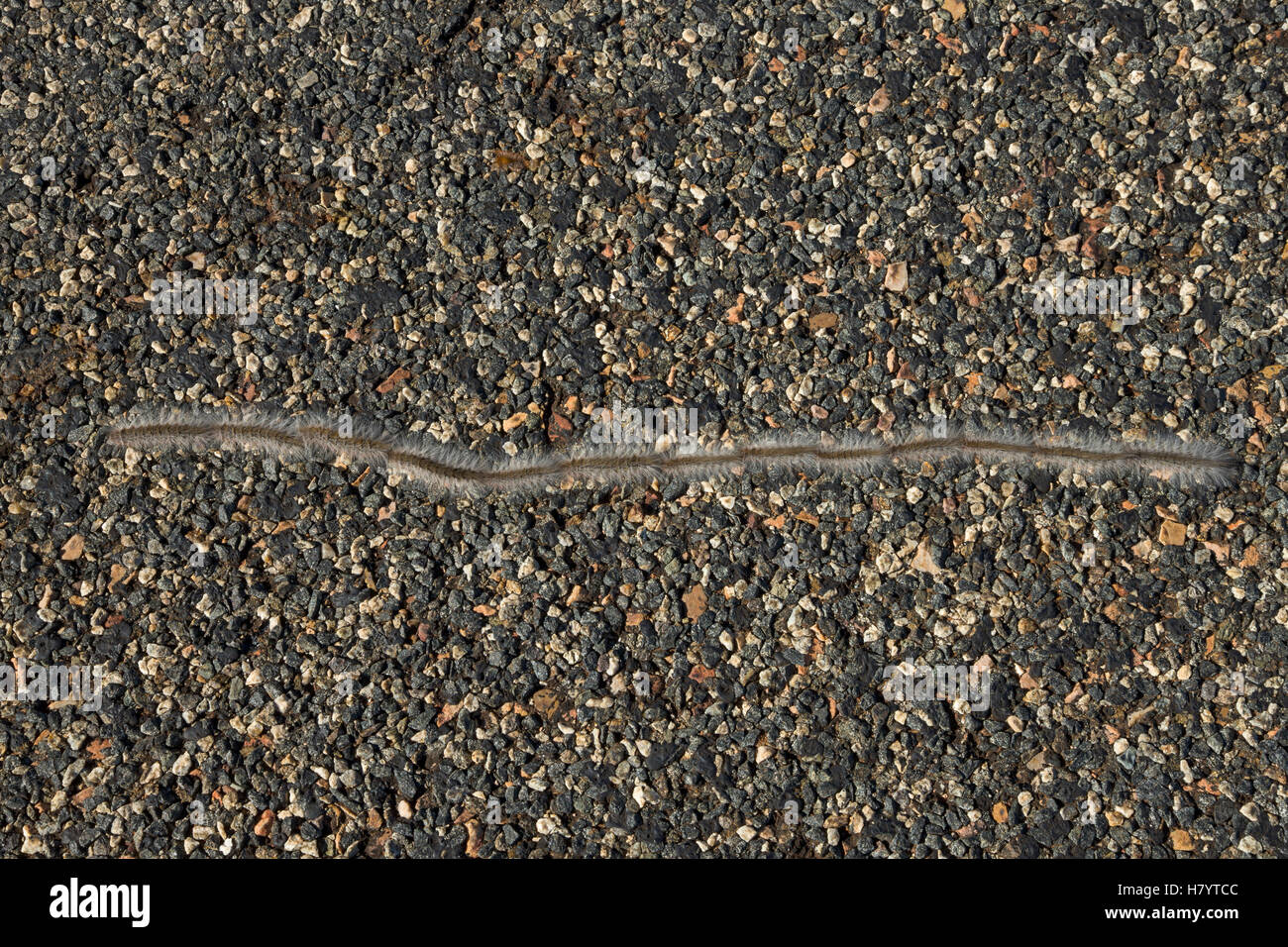 Pine Processionary Moth (Thaumetopoea pityocampa) caterpillars on road ...