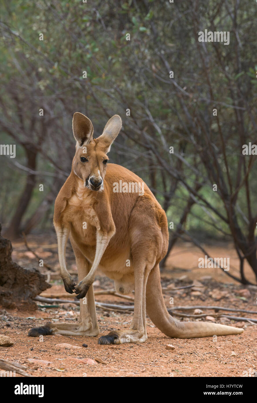 Red Kangaroo (Macropus rufus) male, Alice Springs Desert Park, Northern ...