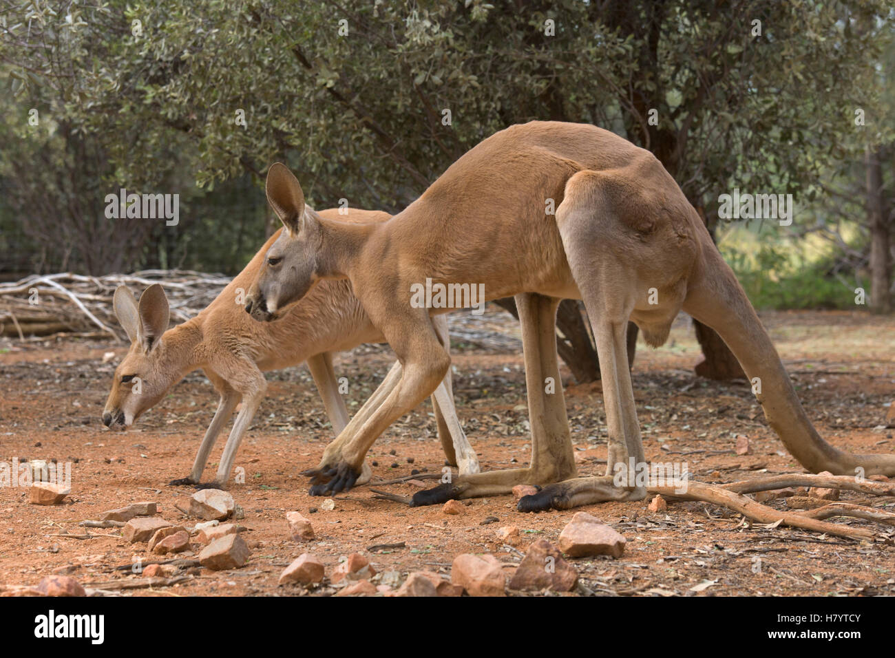 Red Kangaroo (Macropus rufus) male and smaller female, Alice Springs ...