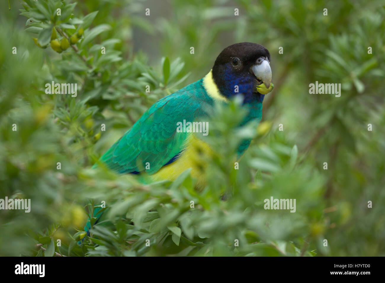 Port Lincoln Parrot (Barnardius zonarius zonarius) feeding on fruit ...