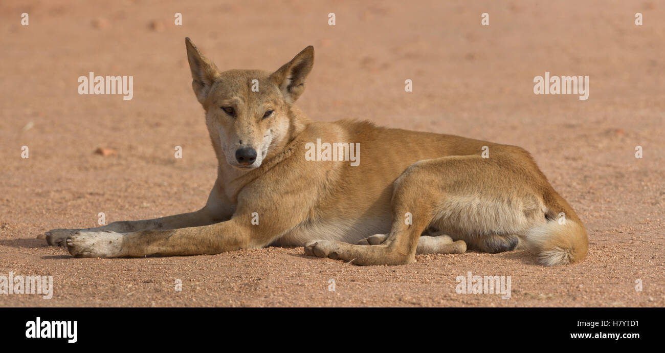 Dingo (Canis lupus dingo) resting, Devils Marbles Conservation Reserve ...