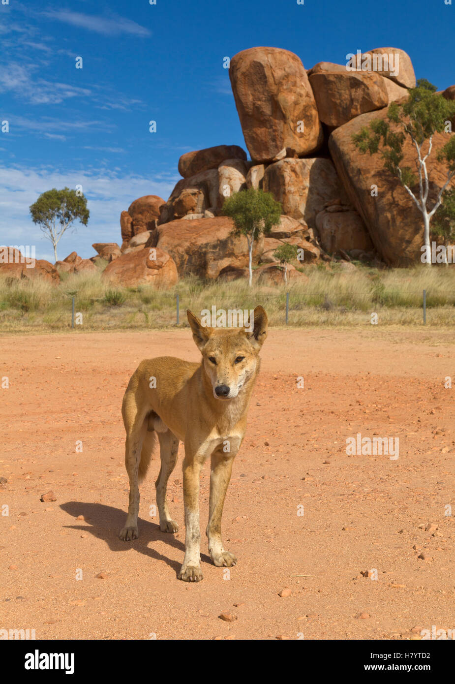 Dingo (Canis lupus dingo) visiting campground to scavenge for food ...