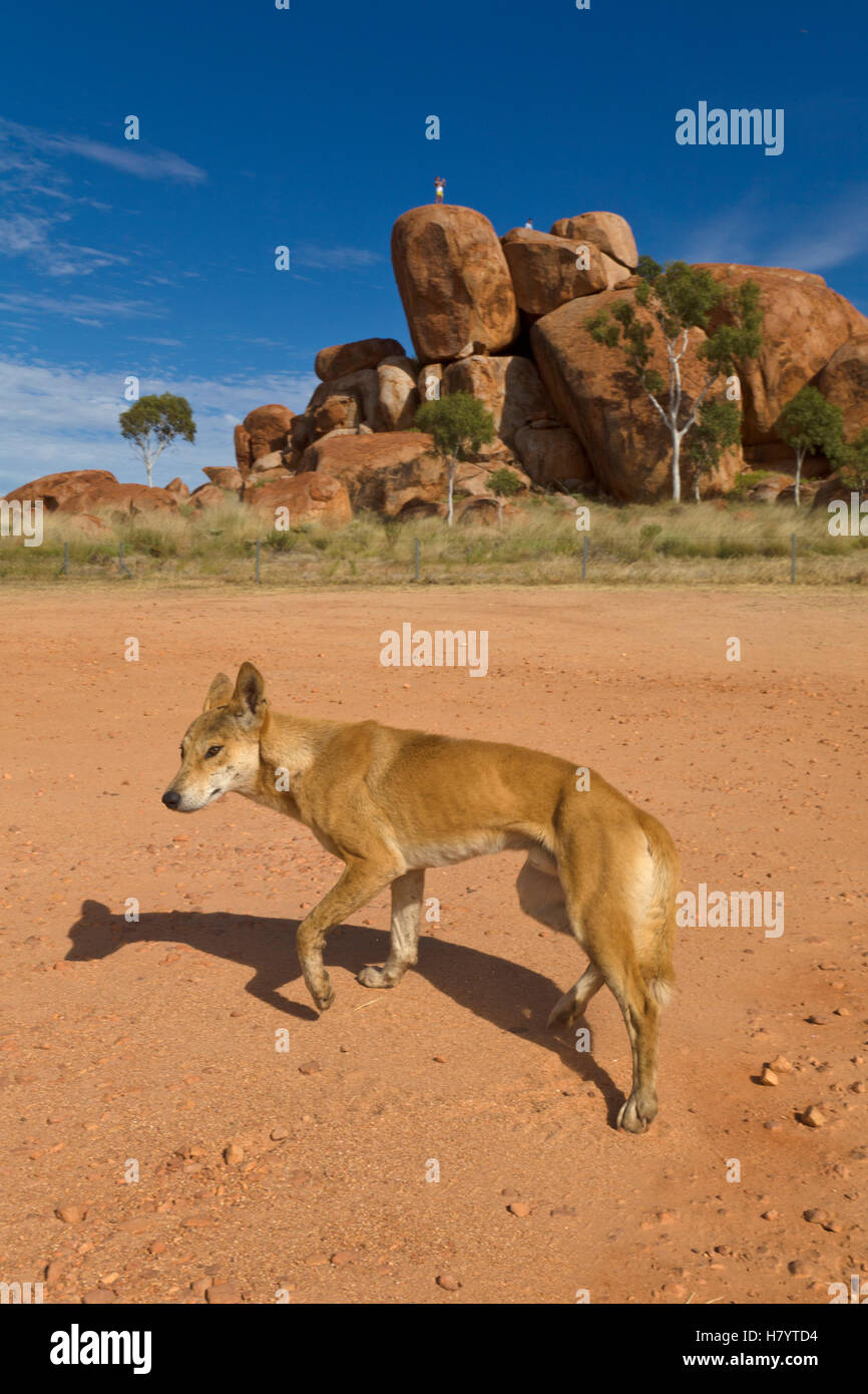 Dingo (Canis lupus dingo) visiting campground to scavenge for food ...