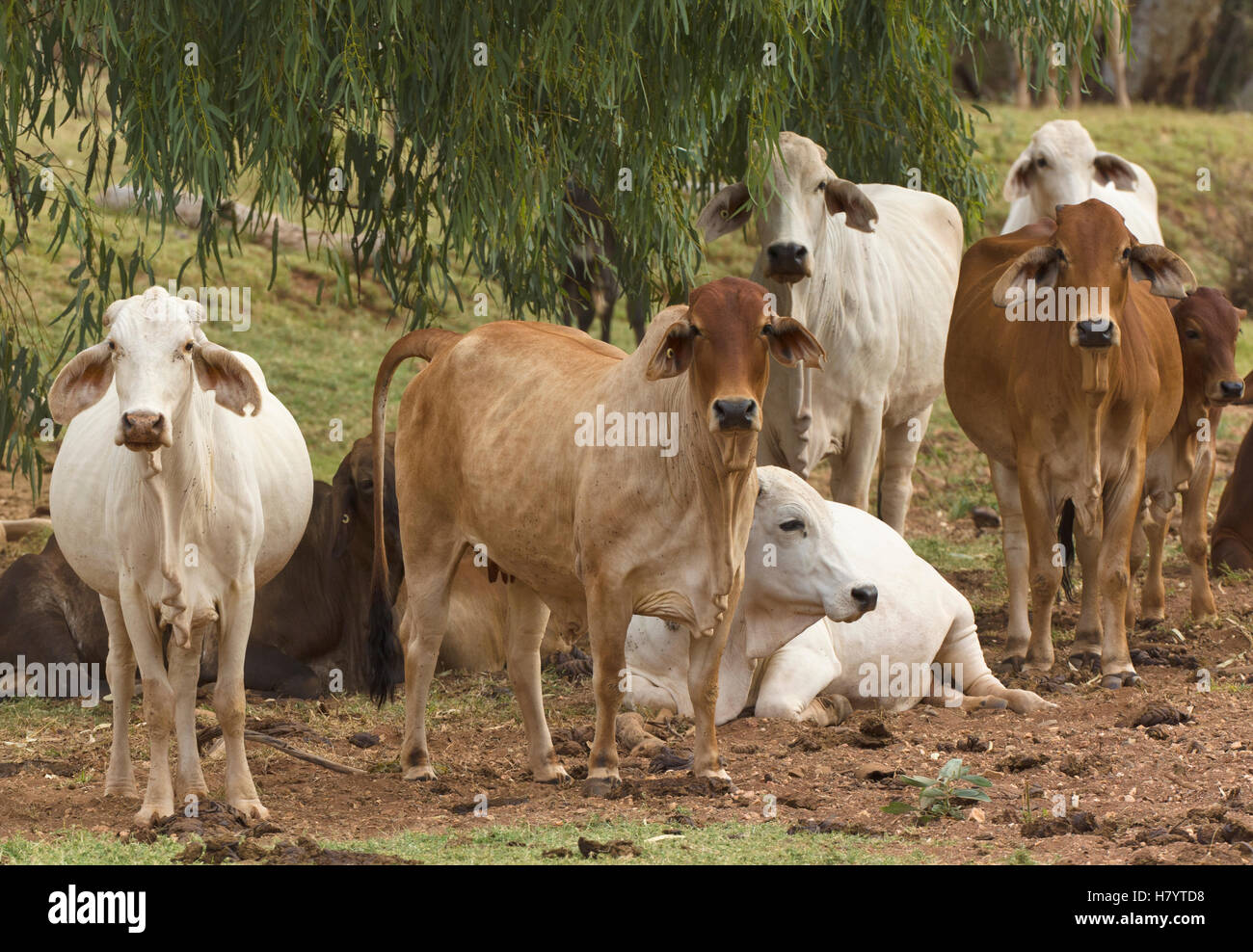 Brahma Cattle (Bos indicus) group, Queensland, Australia Stock Photo ...