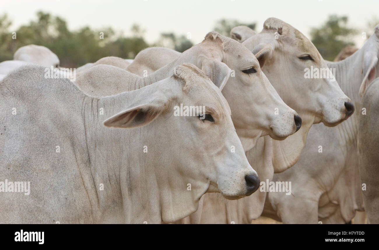 Brahma Cattle (Bos indicus), Queensland, Australia Stock Photo - Alamy