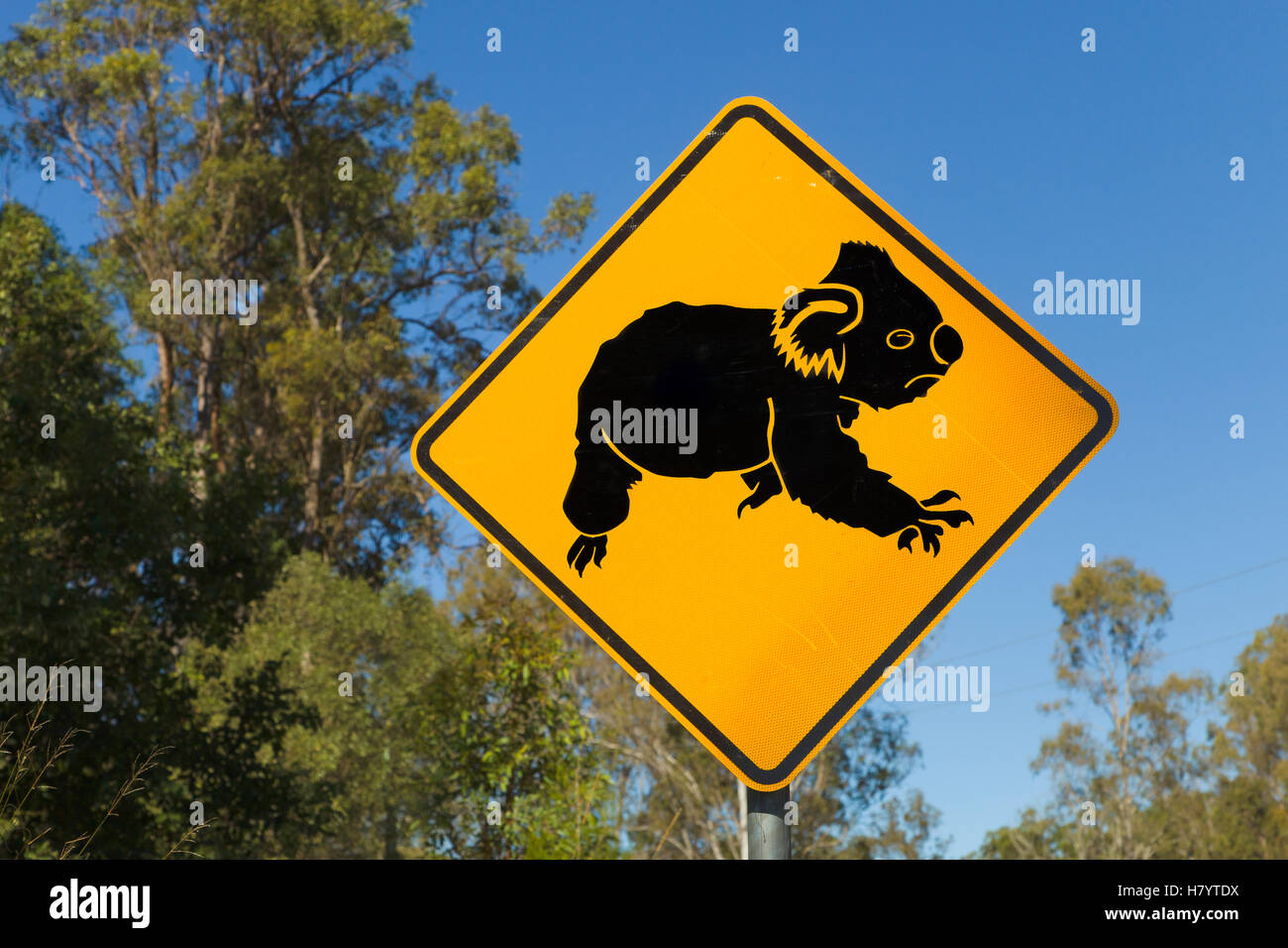 Koala (Phascolarctos cinereus) road sign warning motorists about Koalas ...