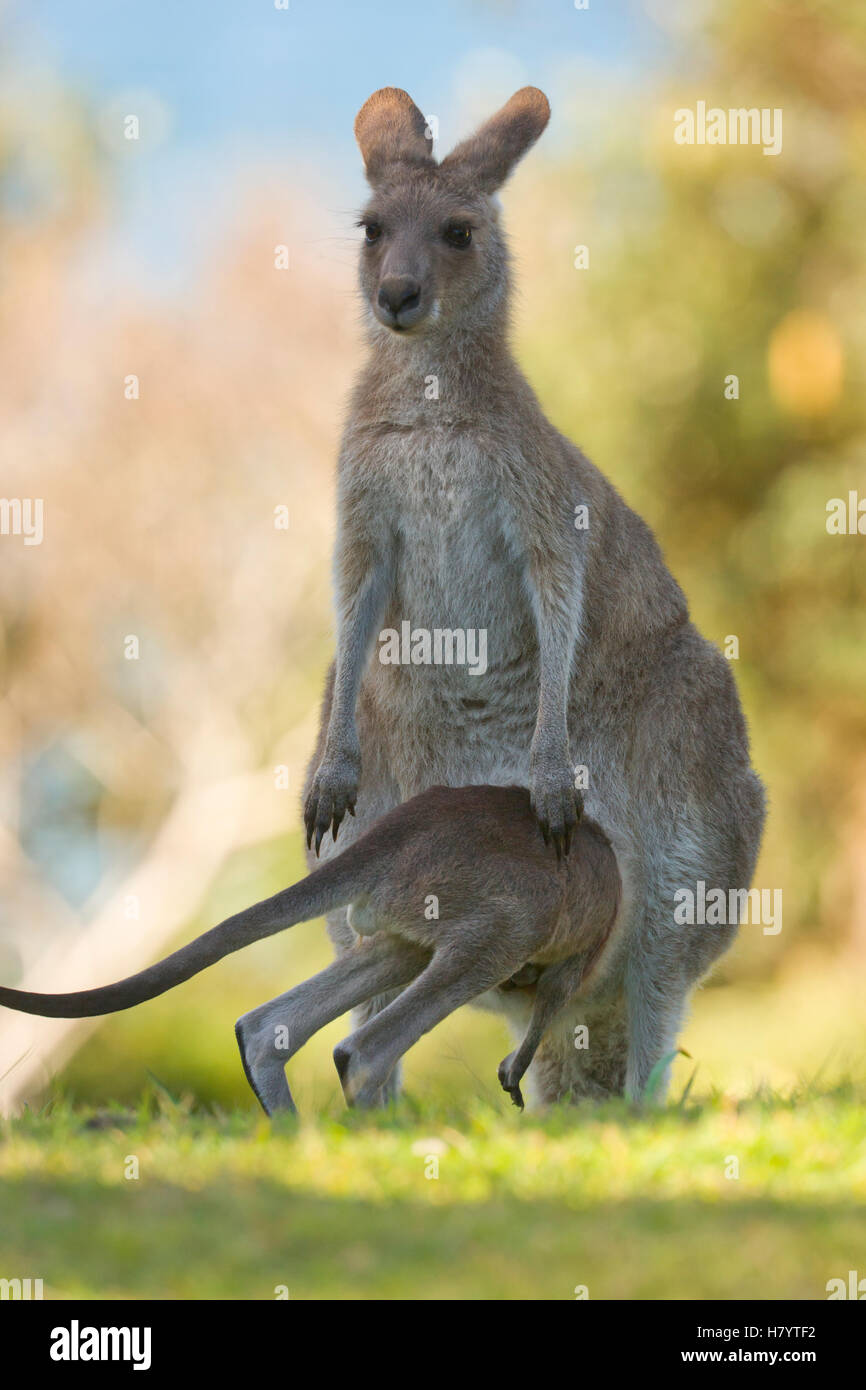 Eastern Grey Kangaroo (Macropus giganteus) female with joey crawling ...