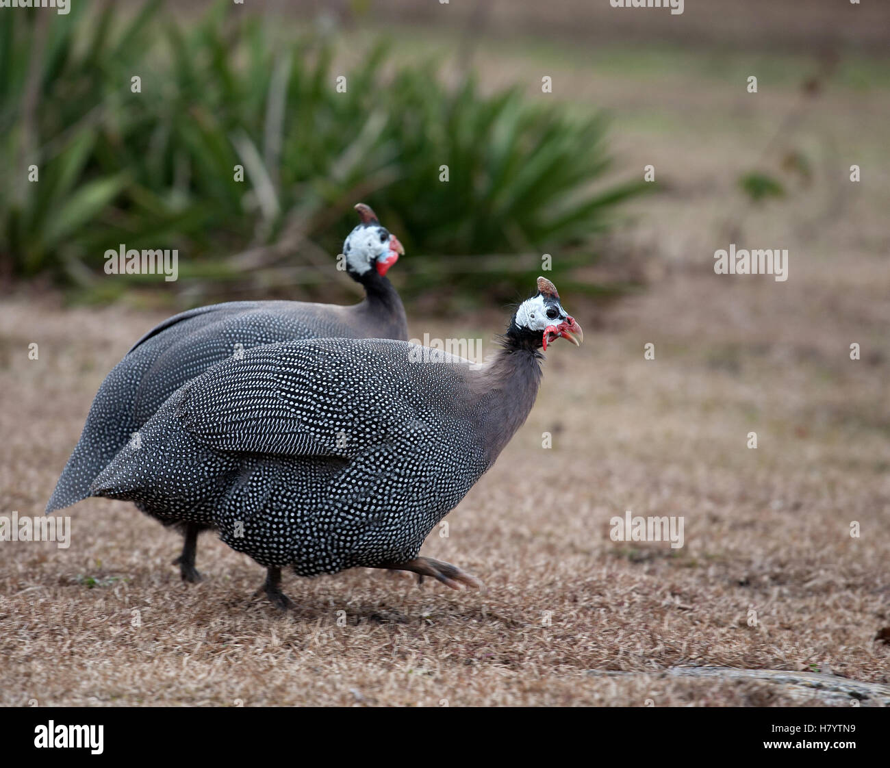 Guinea hens hi-res stock photography and images - Alamy