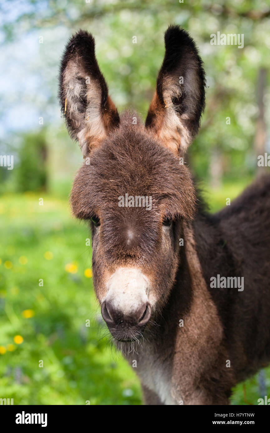 Donkey (Equus asinus) foal, Bavaria, Germany Stock Photo - Alamy