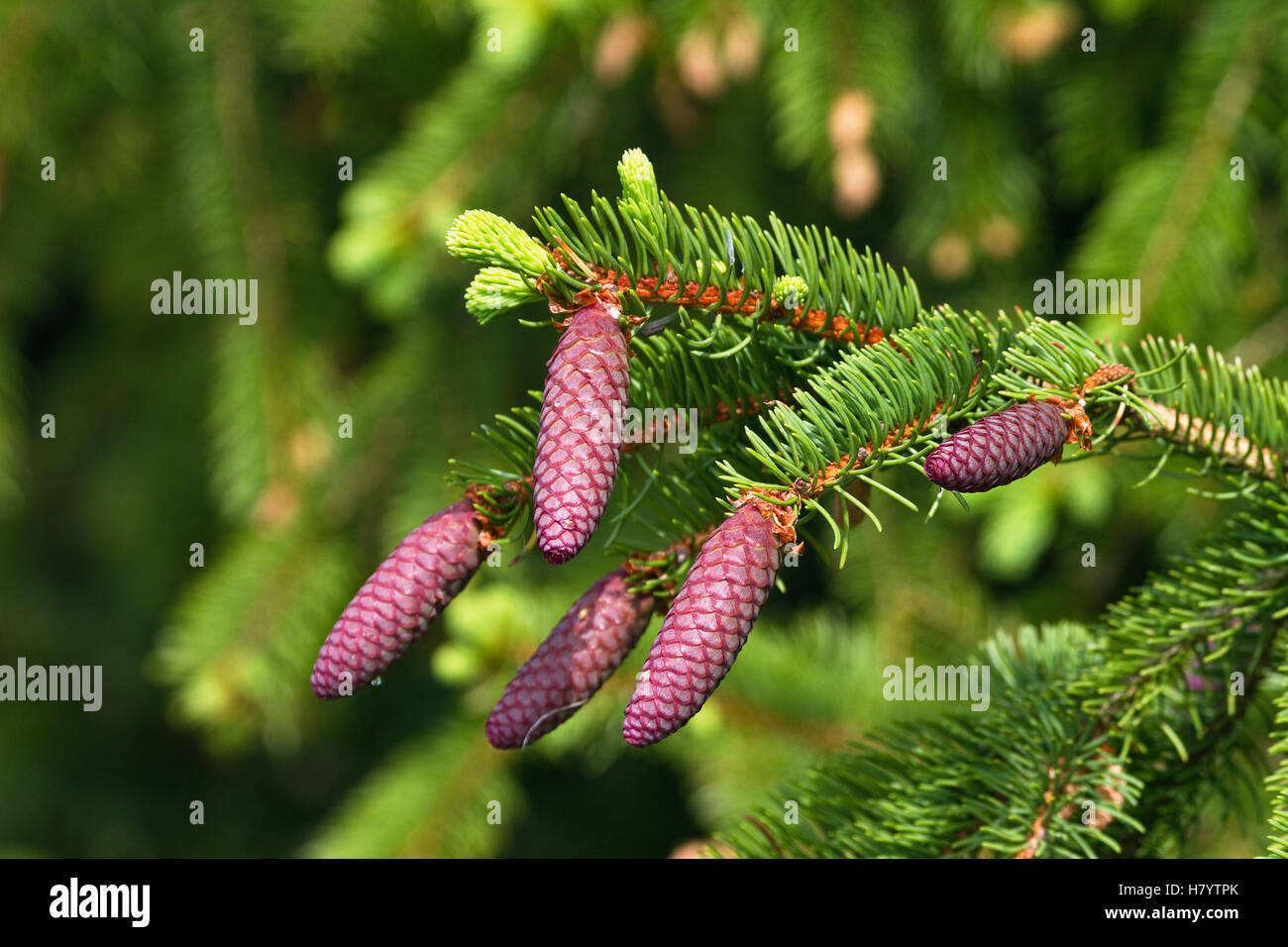 Norway Spruce (Picea abies) cones in spring, Germany Stock Photo - Alamy