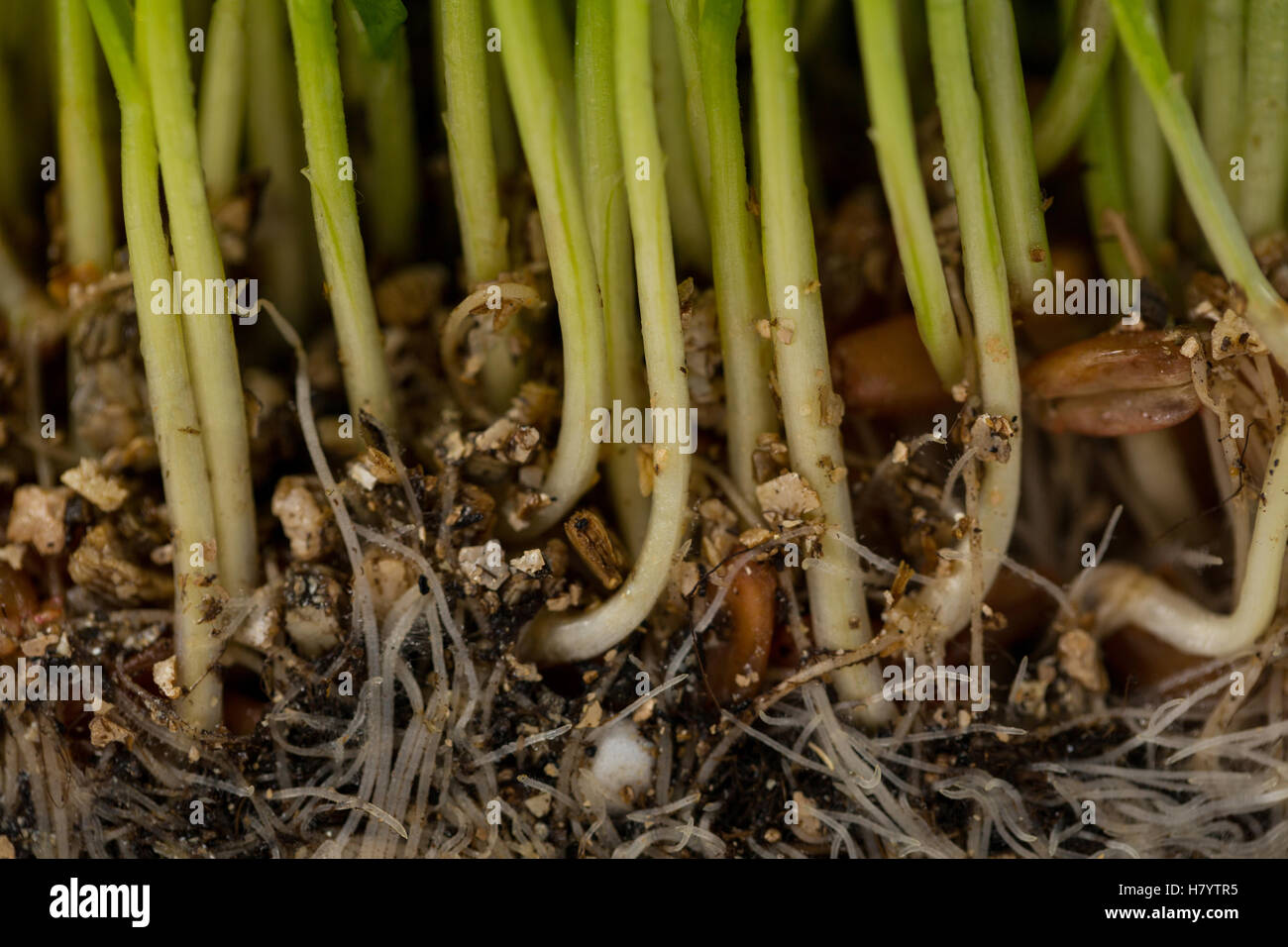 Grass root hi-res stock photography and images - Alamy