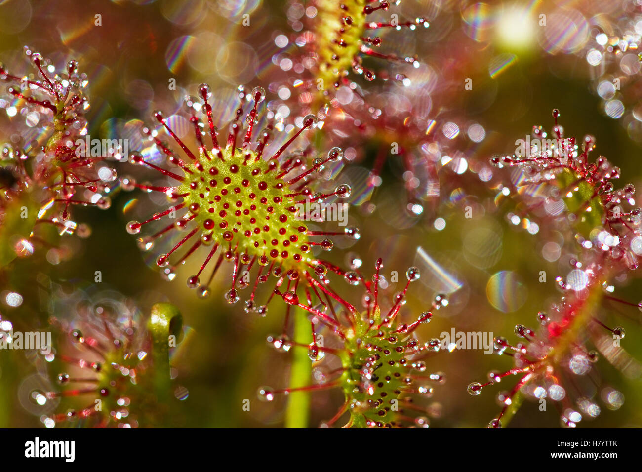 Oblong-leaved Sundew (Drosera intermedia) with dew which attracts and ...