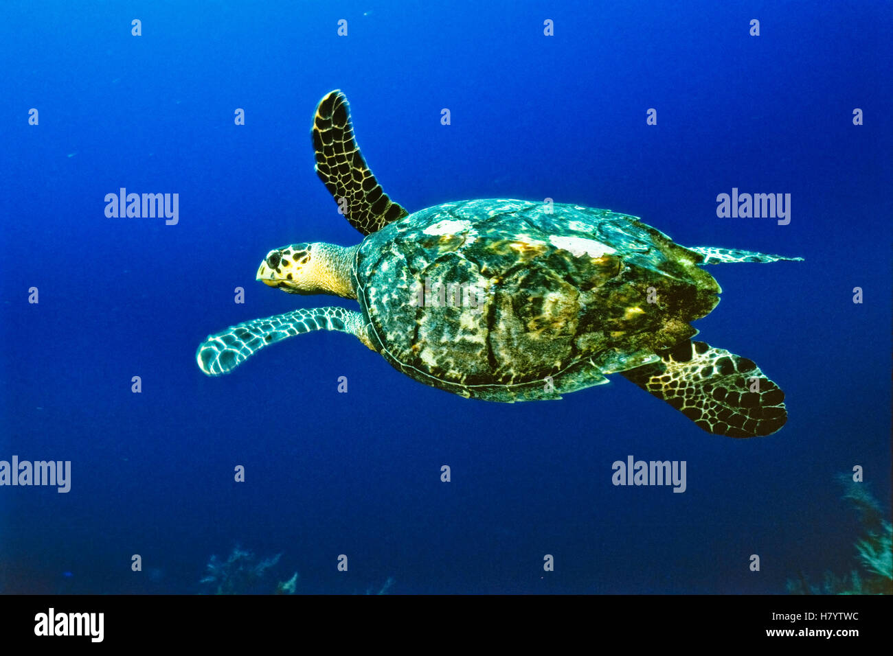 Hawksbill Sea Turtle (Eretmochelys imbricata) swimming, Caribbean Stock ...