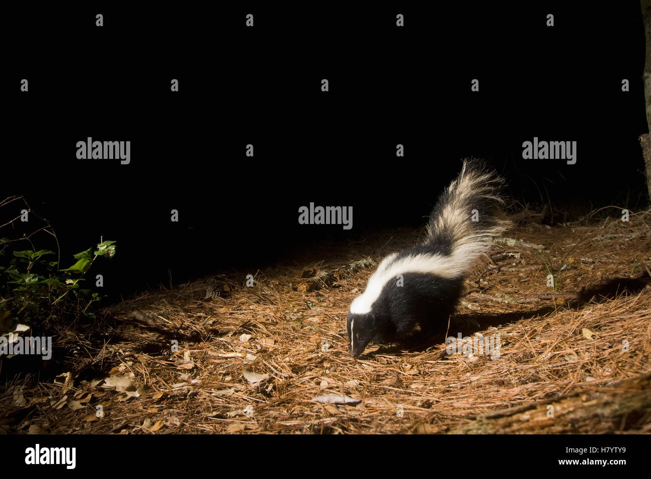 Striped Skunk (Mephitis mephitis) at night, Aptos, Monterey Bay ...