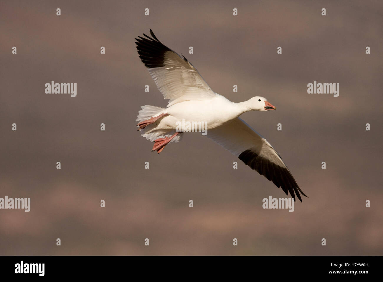 Snow Goose (Chen caerulescens) flying, Bosque del Apache National ...
