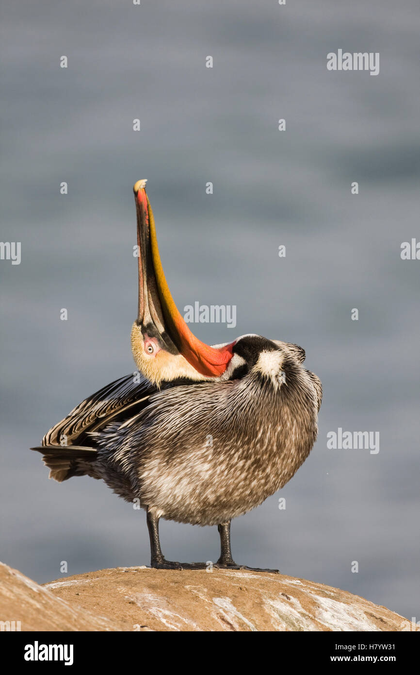 Brown Pelican (Pelecanus occidentalis) rubbing head covered with oil ...