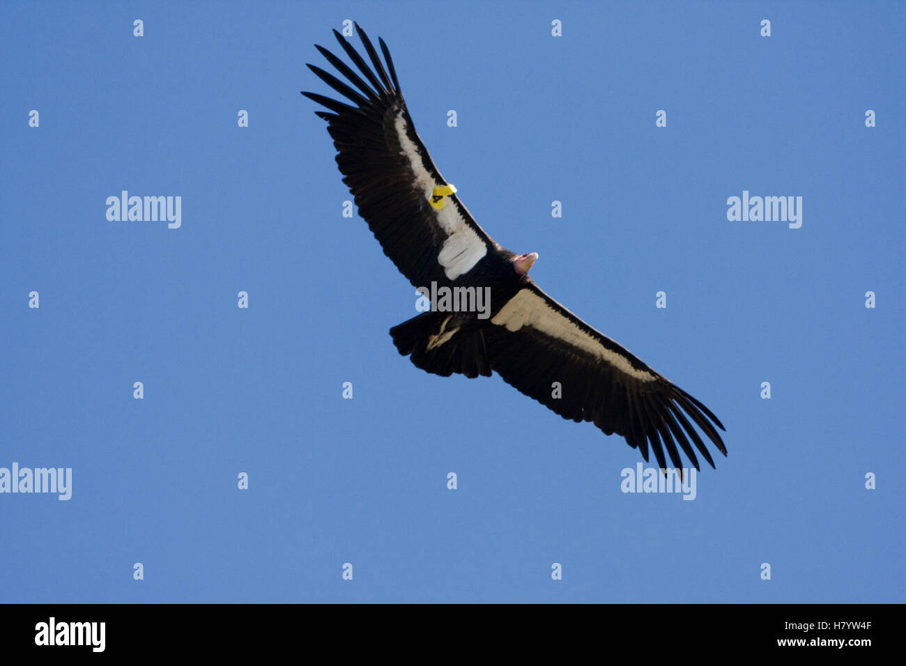 California Condor (Gymnogyps californianus) flying showing wing tags ...