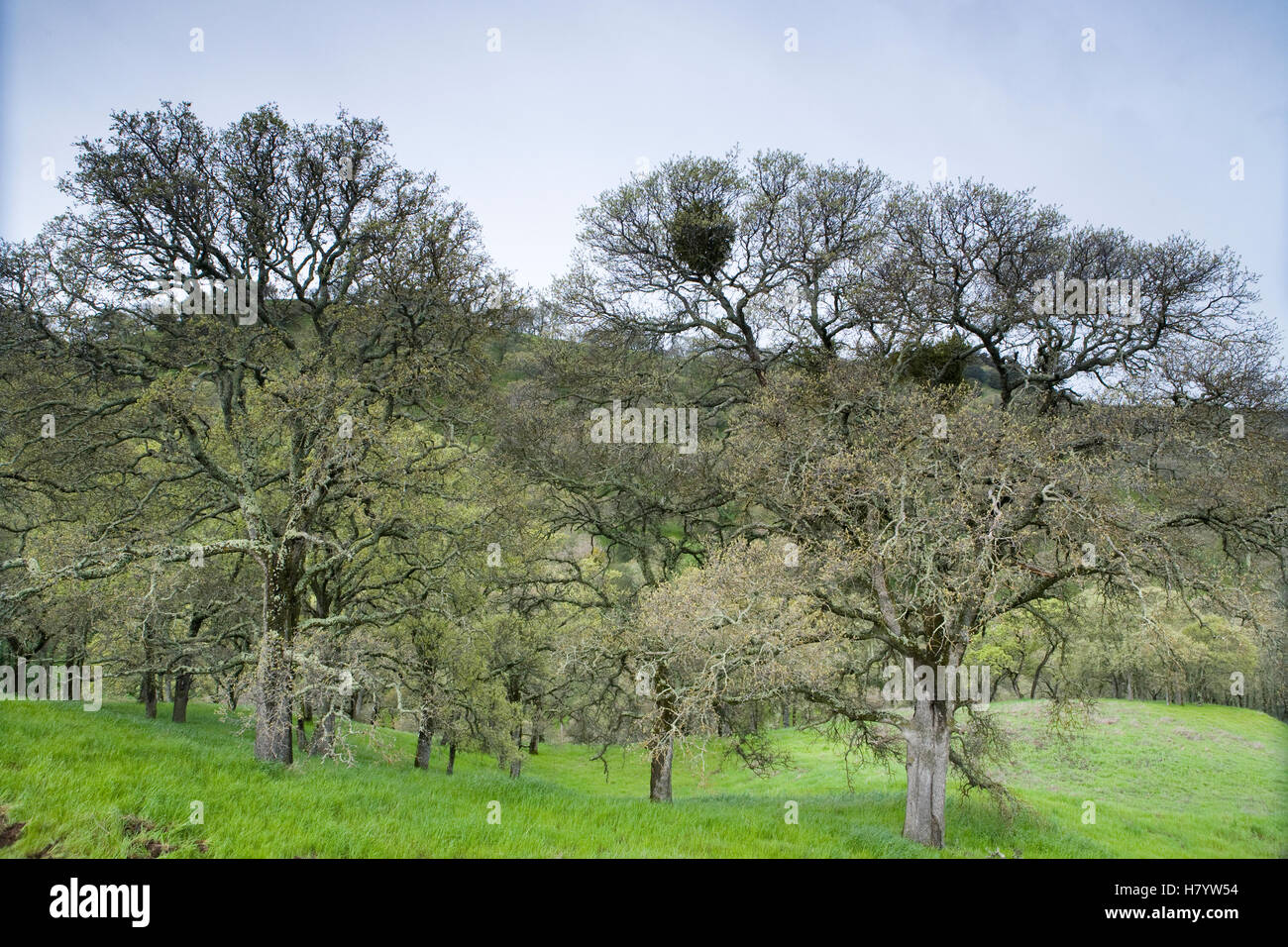 Blue Oak (Quercus douglasii) trees on hillside, Mount Diablo State Park ...