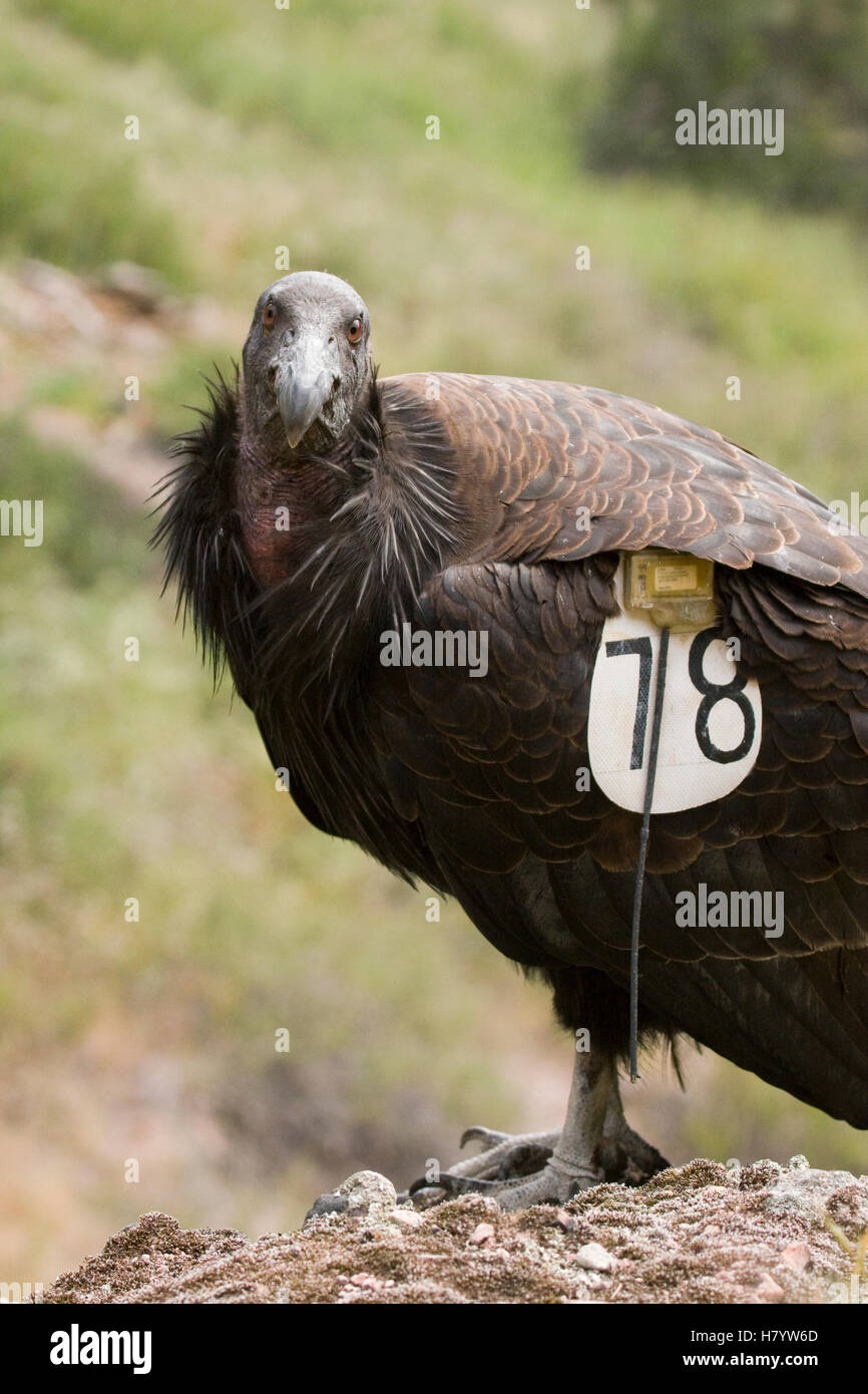 California Condor (Gymnogyps californianus) three year old male with ...