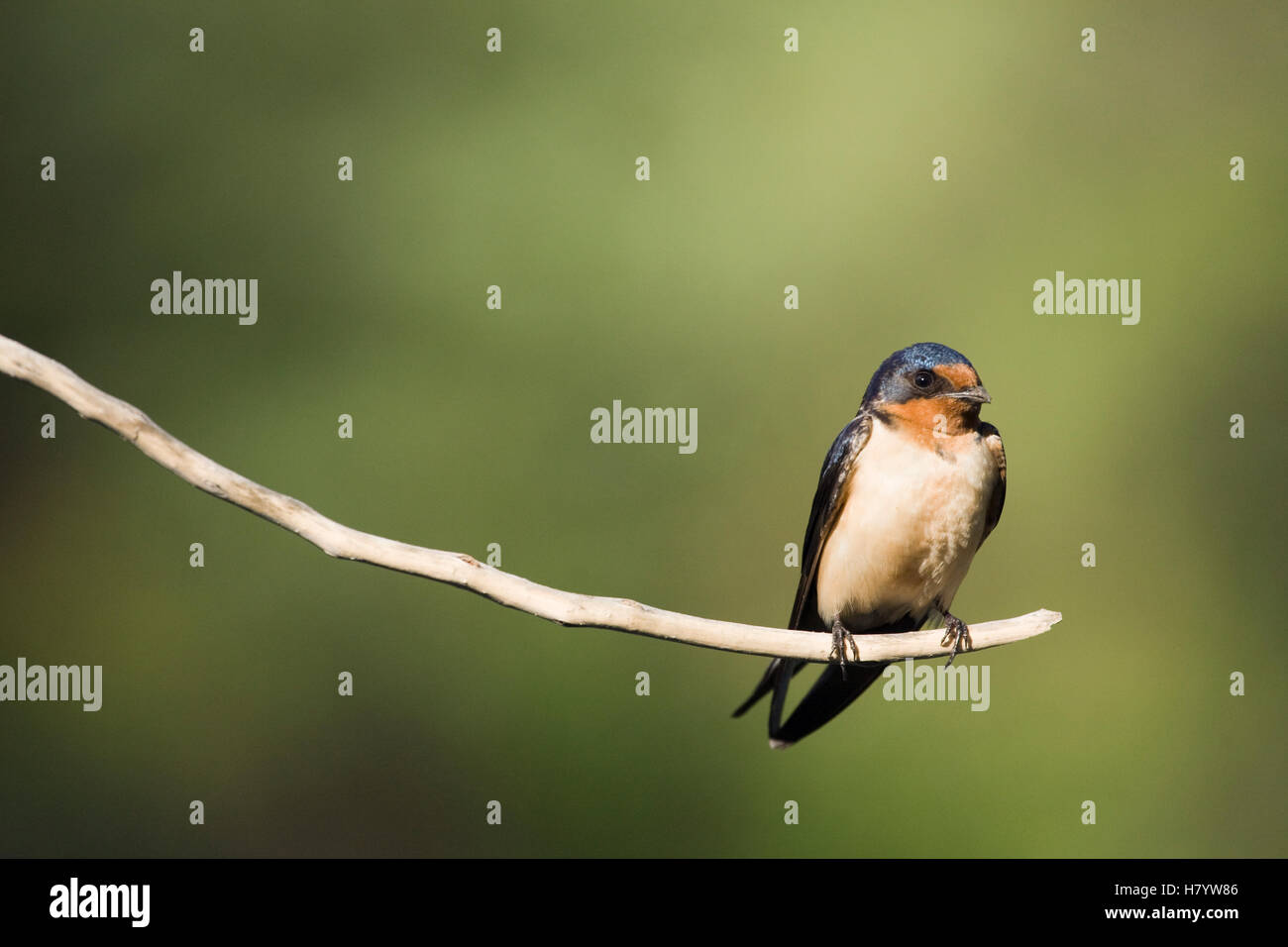 Barn Swallow (Hirundo rustica) female, Clear Lake State Park ...