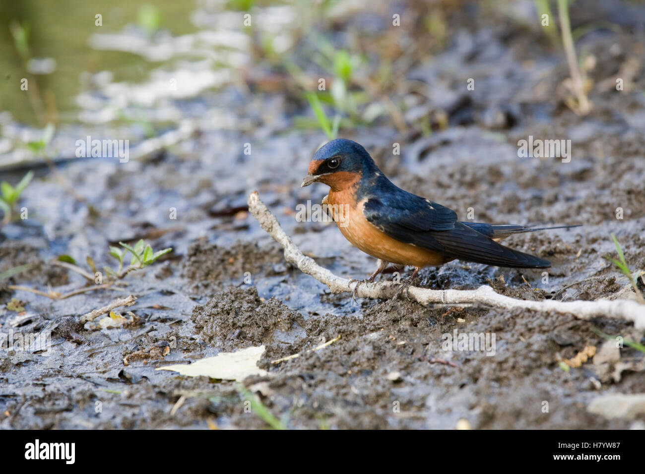Barn Swallow (Hirundo rustica) male collecting mud for nest, Clear Lake ...