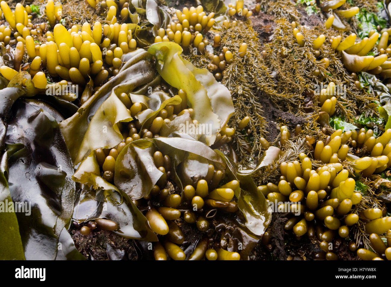 Brown Algae (Phaeostrophion irregulare), Seaweed (Laminariaceae), and ...