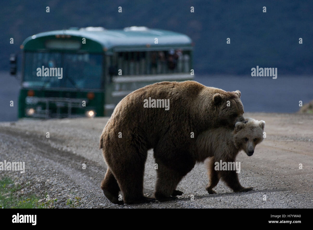 Grizzly Bear (Ursus arctos horribilis) pair mating in roadway, Alaska ...