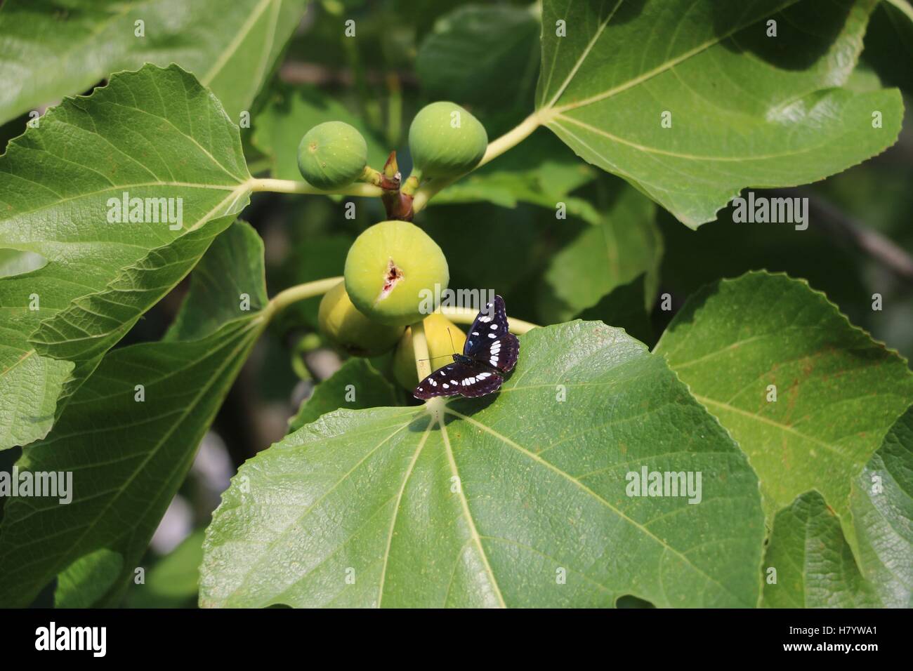 Beautiful buterfly on the fig tree available in high-resolution and ...