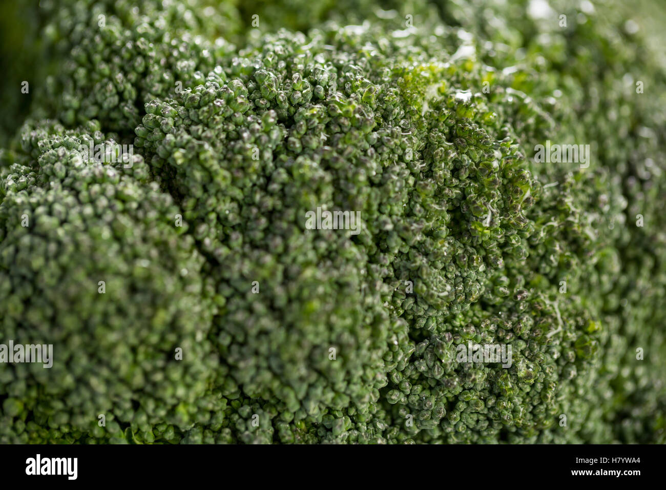 Close-up of broccoli Stock Photo - Alamy