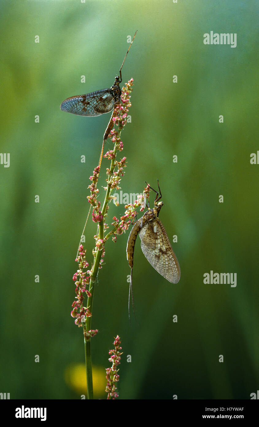 Mayfly pair, England Stock Photo - Alamy