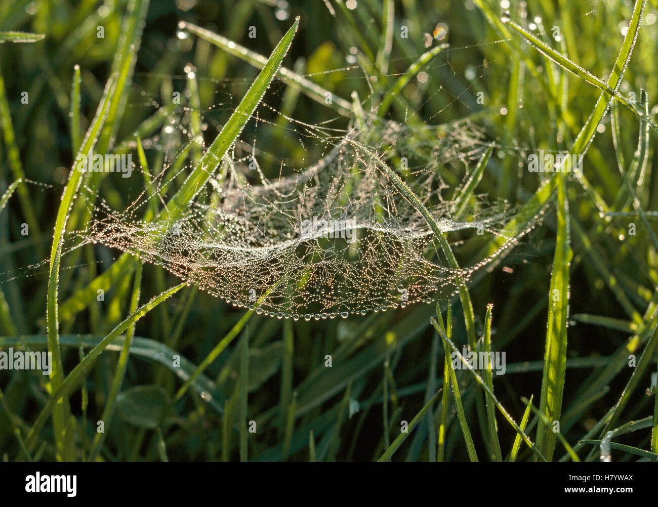 Money Spider (Linyphiidae) web covered in dew, England Stock Photo - Alamy