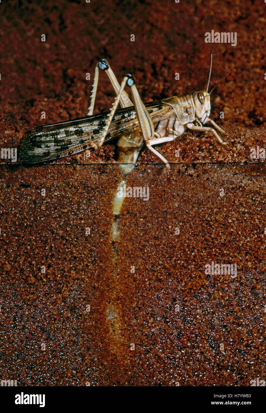 Desert Locust (Schistocerca gregaria) female laying eggs in sand ...