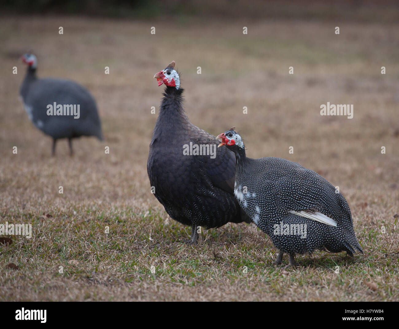 Three guinea birds that are on a green pasture Stock Photo - Alamy