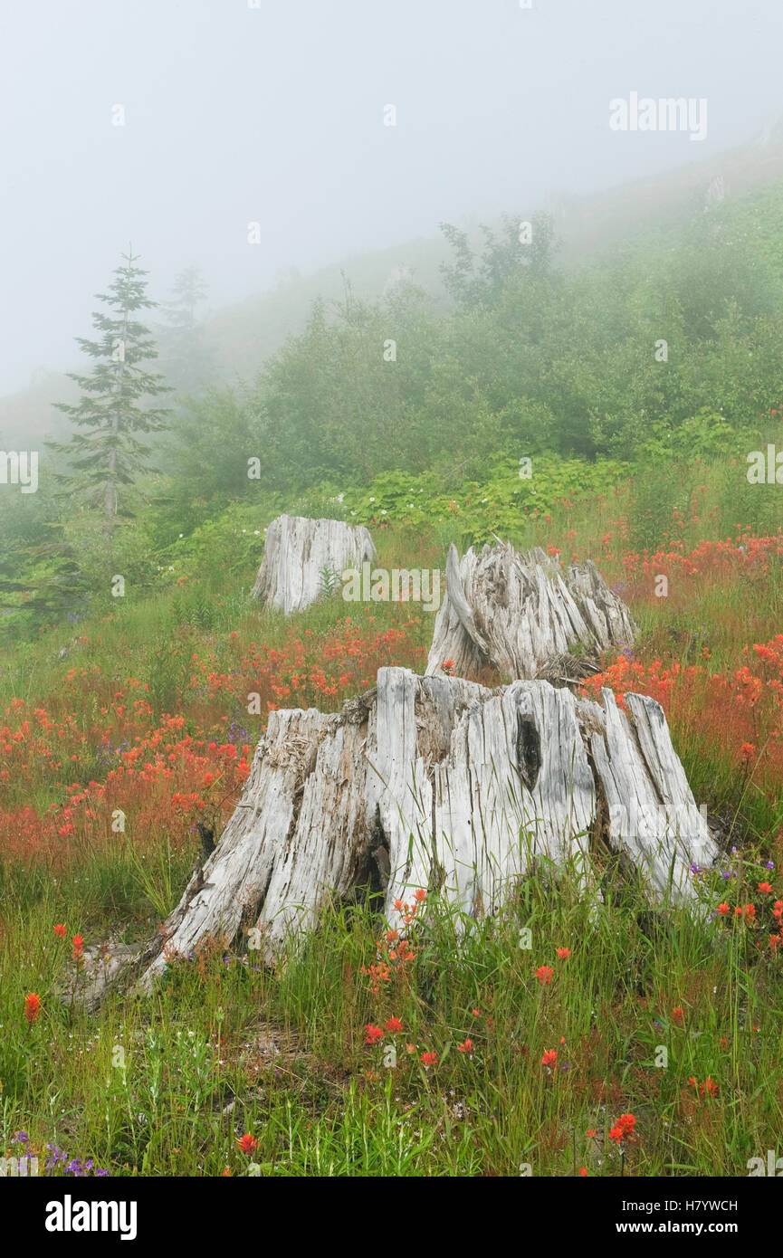 Wildflowers around tree stumps destroyed by eruption, Johnston Ridge ...