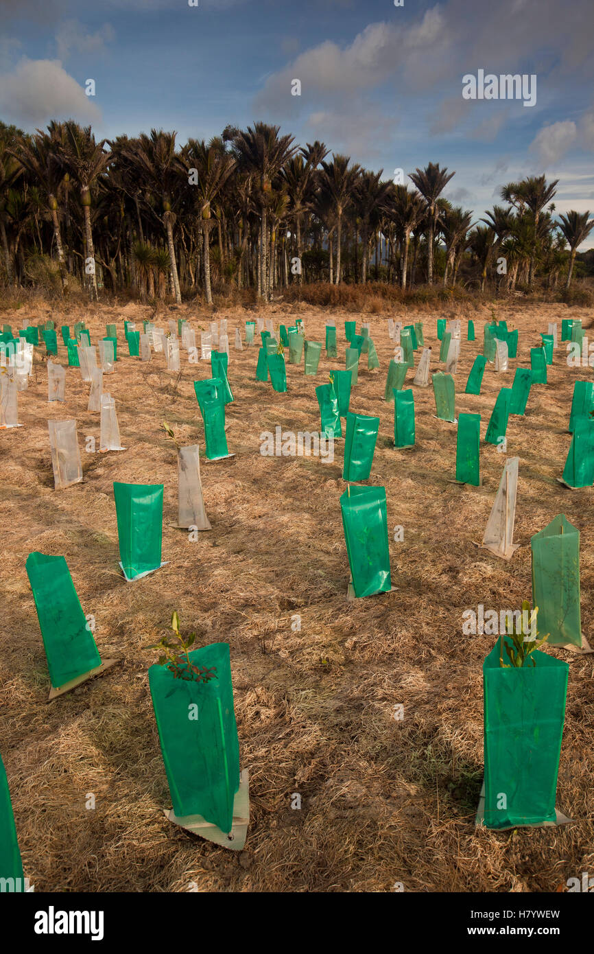 Native plant seedlings in protective plastic shields for reclamation of ...