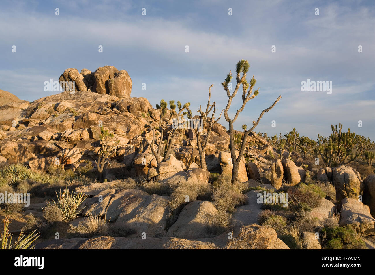 Joshua Trees (Yucca brevifolia) and other desert vegetation growing ...