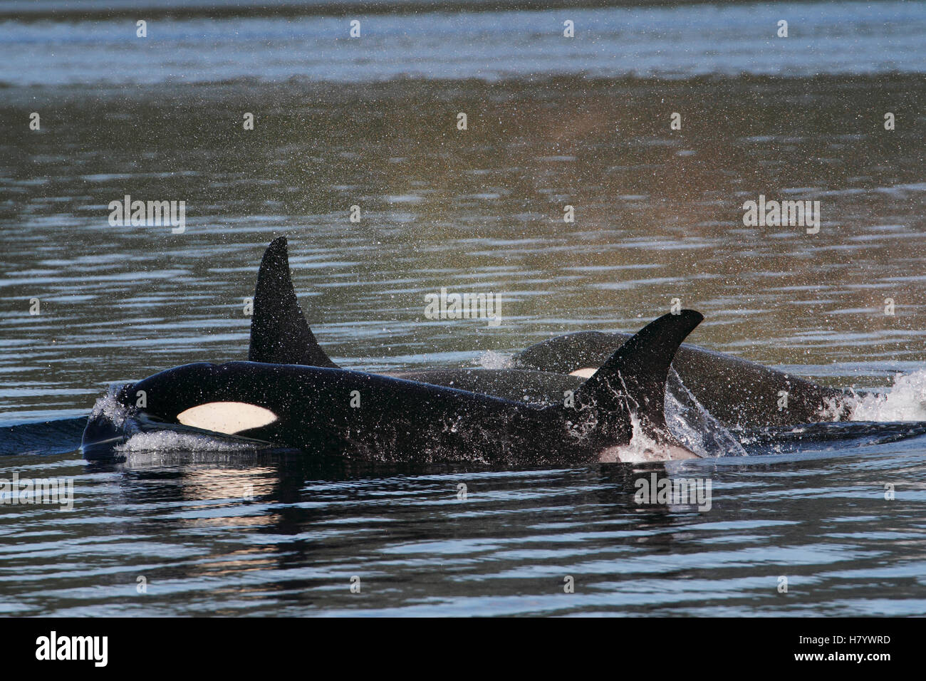 Orca (Orcinus orca) resident pod surfacing, Prince William Sound ...