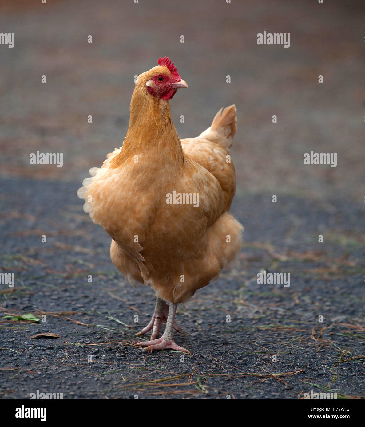 Black rocks chicken hi-res stock photography and images - Alamy