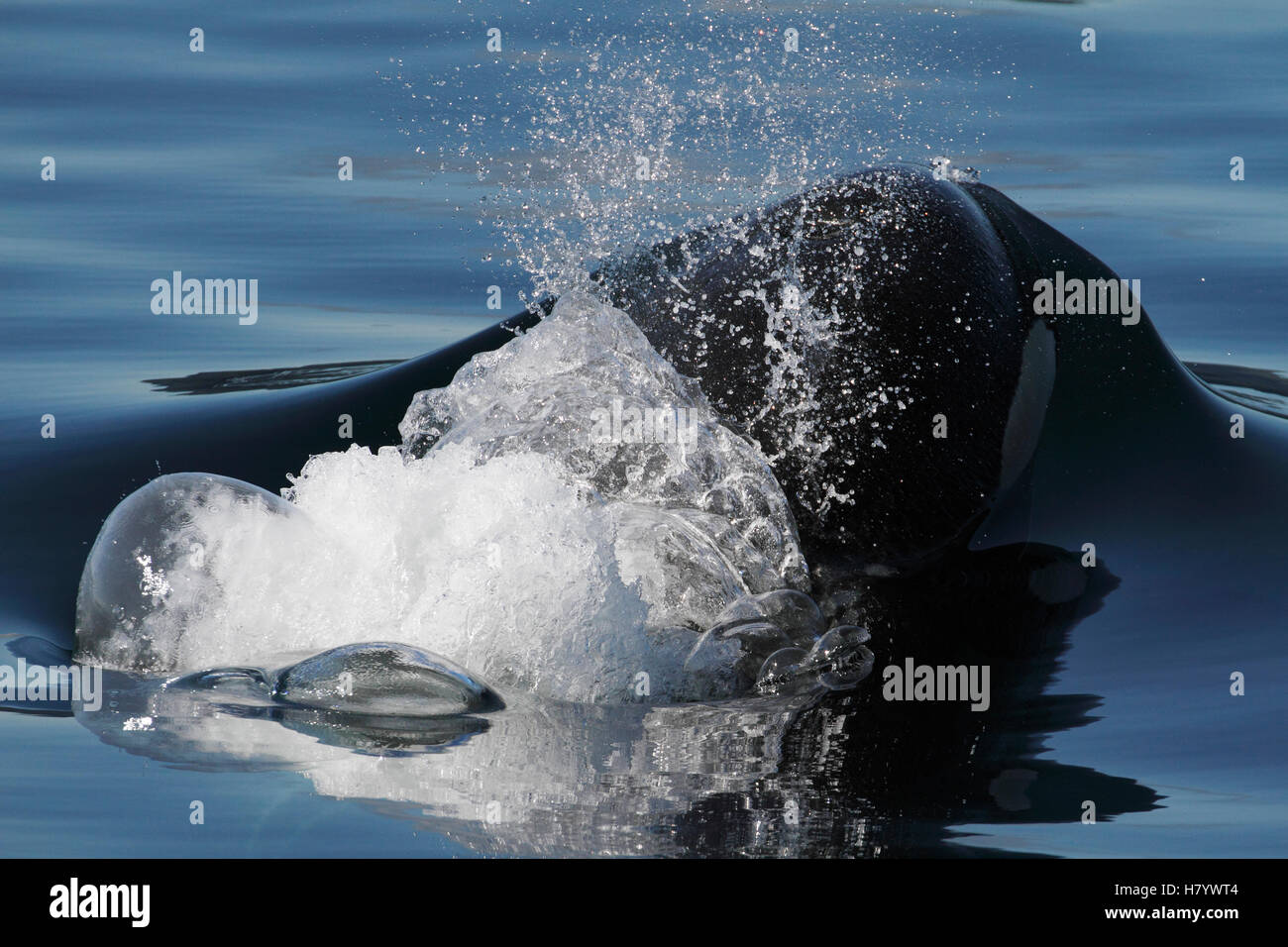 Orca (Orcinus orca) exhaling while surfacing which creates bubbles ...