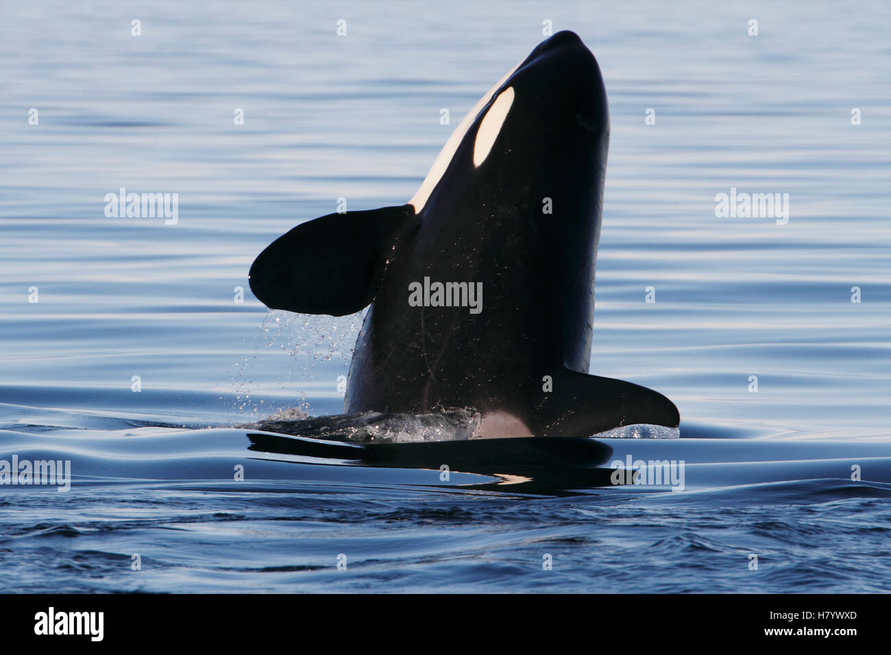 Orca (Orcinus orca) resident whale breaching, Prince William Sound ...