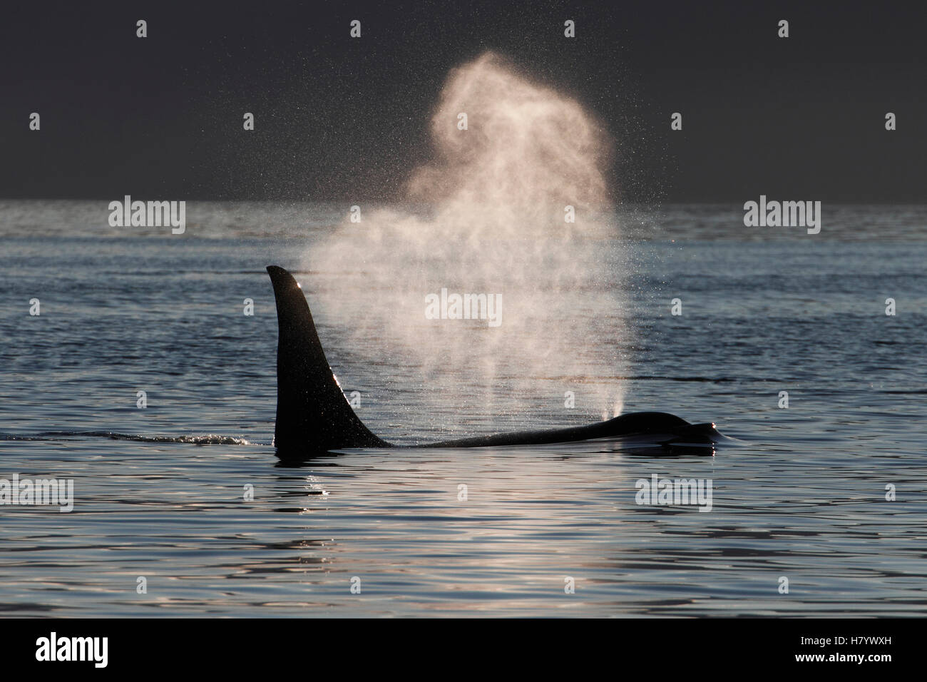 Orca (Orcinus orca) spouting, Prince William Sound, Alaska Stock Photo ...