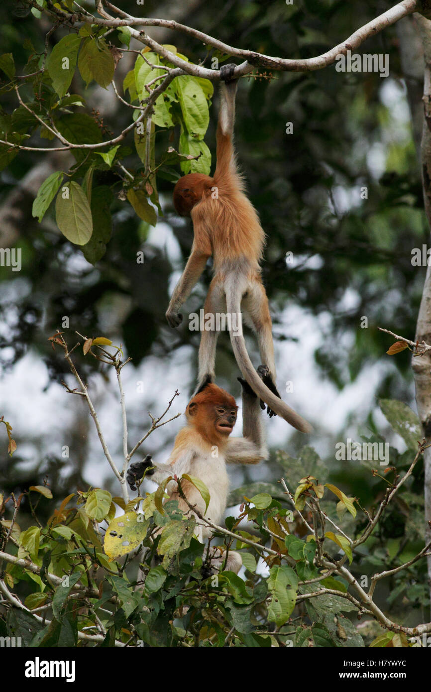 Proboscis Monkey (Nasalis larvatus) pair playing, Saba, Malaysia Stock ...
