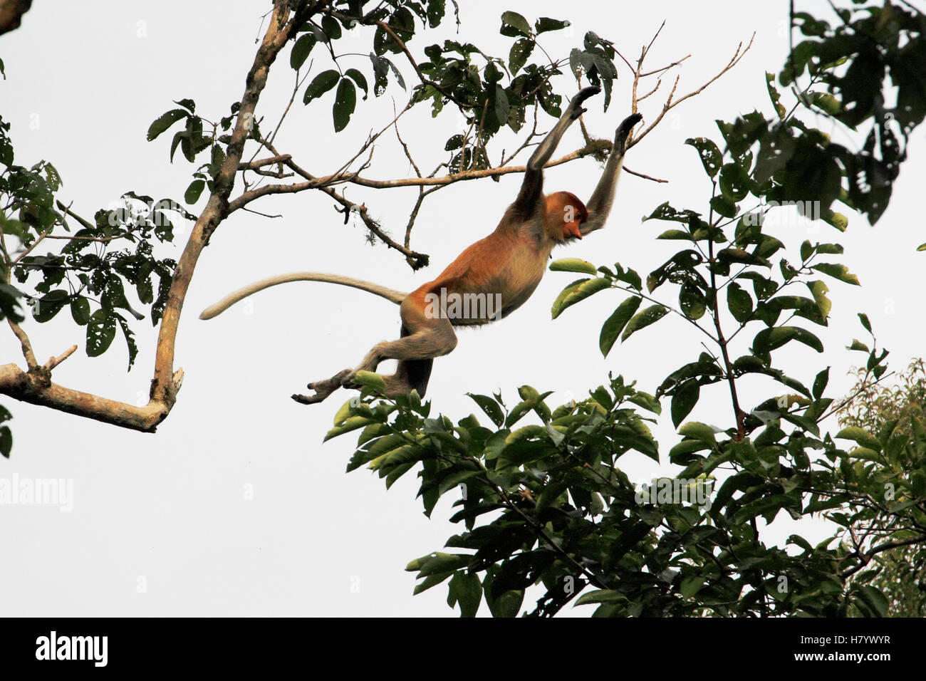 Proboscis Monkey (Nasalis larvatus) jumping from tree, Saba, Malaysia ...