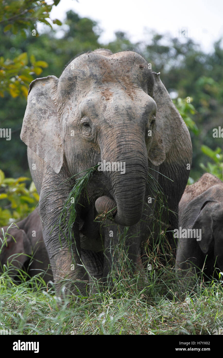 Asian Elephant (Elephas maximus) eating grass, Saba, Malaysia Stock ...
