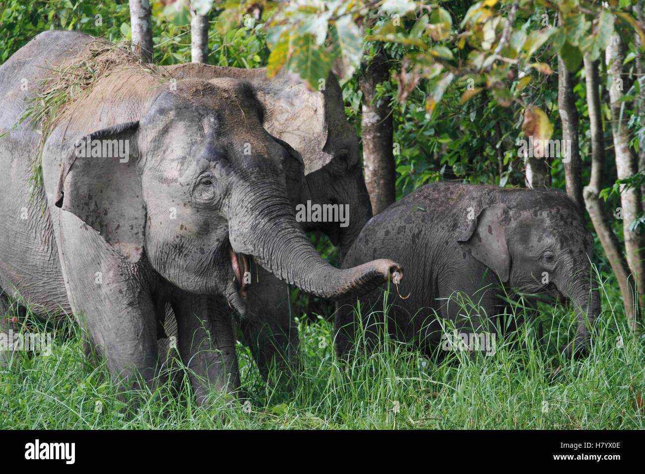 Asian Elephant (Elephas maximus) mother and baby, Saba, Malaysia Stock ...