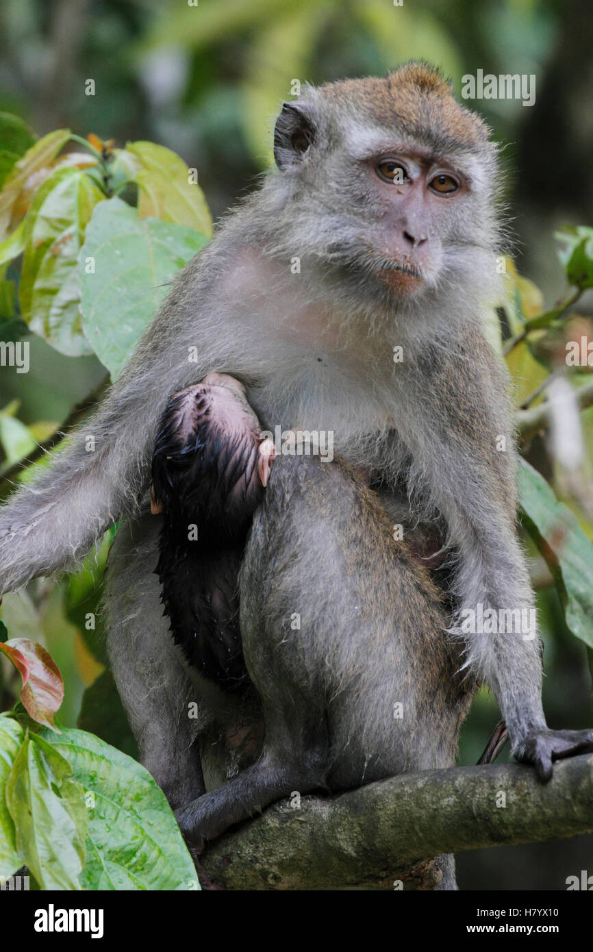 Long-tailed Macaque (Macaca fascicularis) mother and baby nursing, Saba ...