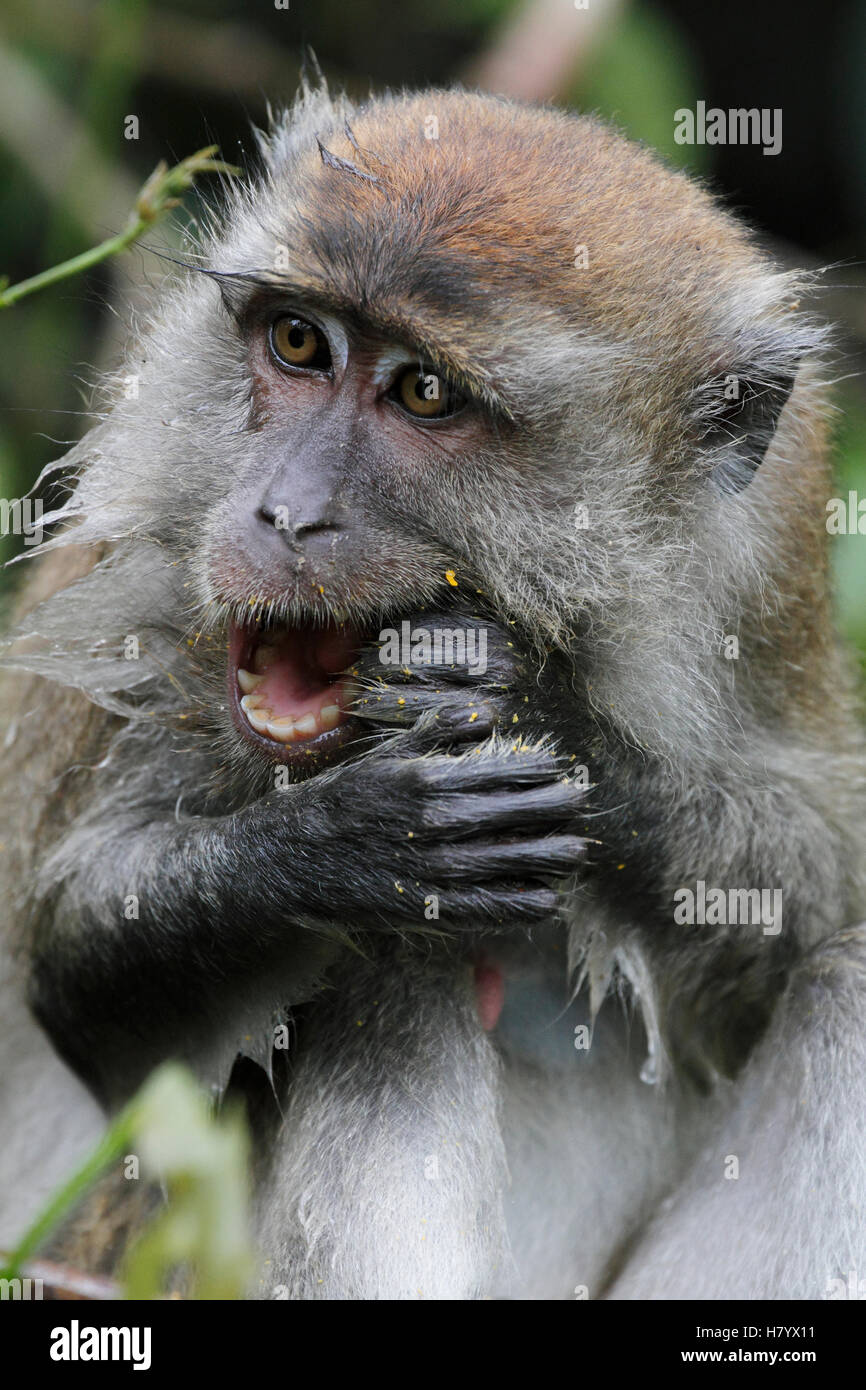 Long-tailed Macaque (Macaca fascicularis) eating seeds, Saba, Malaysia ...
